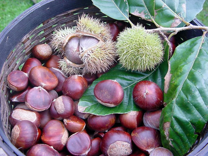 Is ‘chestnut’ a ‘nut’? – Allergy Foodie
